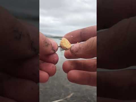 How to catch Stocked TROUT 🎣