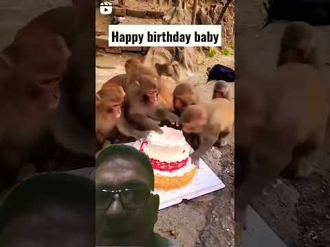 Happy birthday๐๐ #monkey #funny #viral