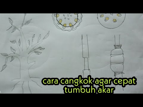 Cara cangkok agar cepat tumbuh akar