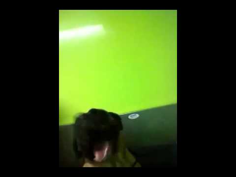 Big Dog - Pasadena Pet Grooming