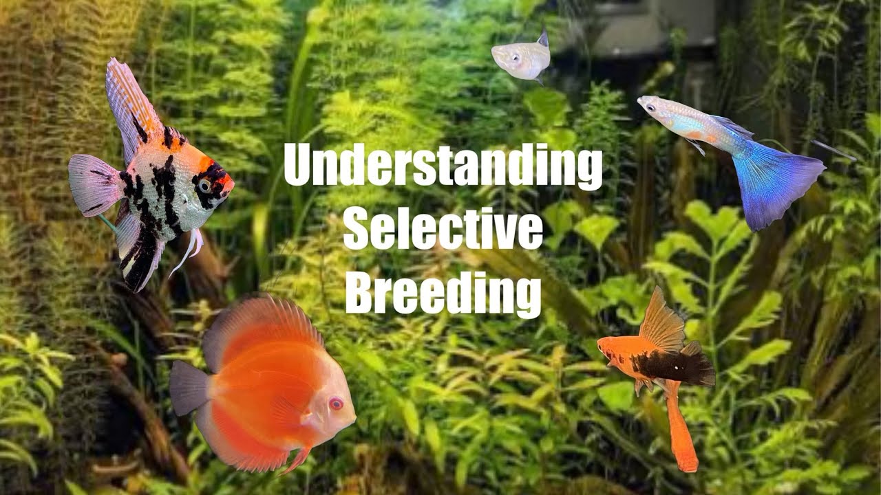 Understanding Selective Breeding