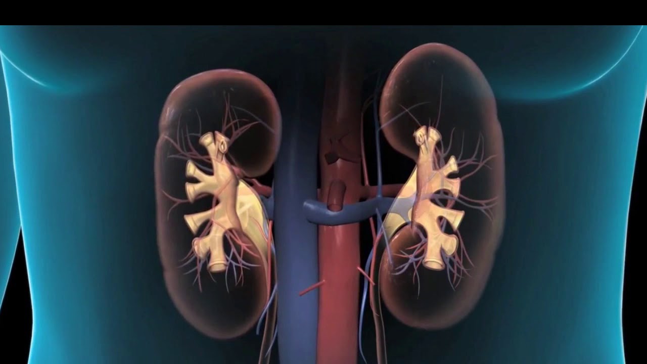 Dialysis - Alsayed General Hospital (Kidney Center)