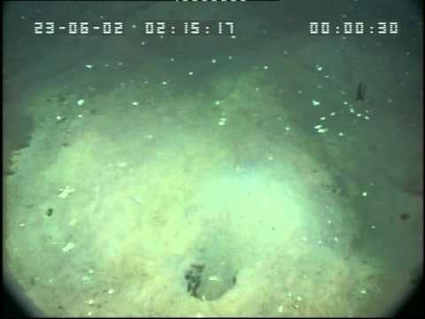 Nephrops and burrows on the sea bed