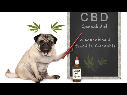 CBD for Dogs: Benefits, Side Effects & How Much CBD to Give Your Dog