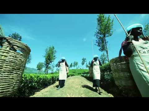 Tarlton Teas - Pure Ceylon Tea