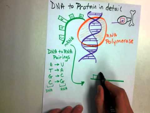 DNA to Protein in detail