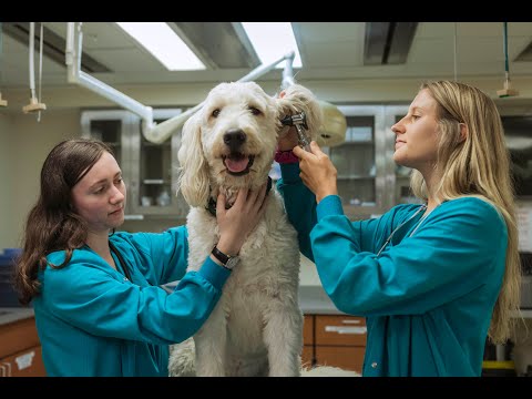 Purdue's Veterinary Nursing Distance Learning Program Overview