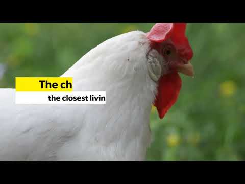 Are chickens ancestors of dinosaurs?