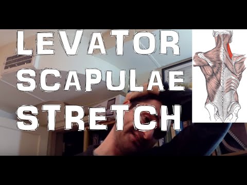 How To Stretch The Levator Scapulae Muscle: Relieve Neck Pain