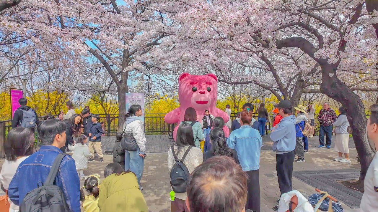Seoul Cherry Blossoms 🌸 | Sunday Afternoon Walk at Yeouido Han River Festival (4K)