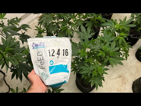 Jack’s Nutrients Feed! Easiest Veg Nutrients Ever!