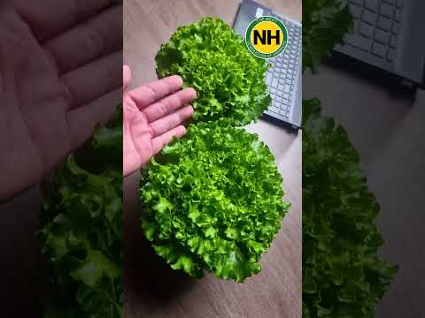 How Sunlight Affects the Growth of Batavia Lettuce