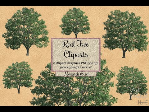 Real Tree Cliparts - Monarch Birch - photoshop overlays png, Tree layout, transparent background