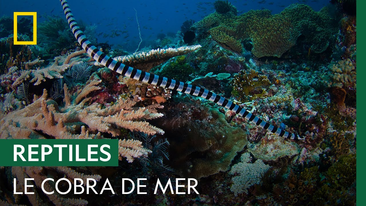 Documentaire | Le cobra de mer, redoutable serpent capable de nager ...