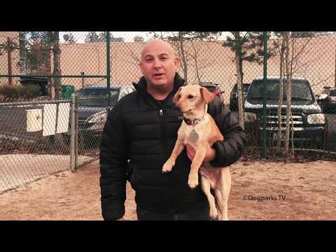 DogParks TV Presents Tahoe City Dog Park