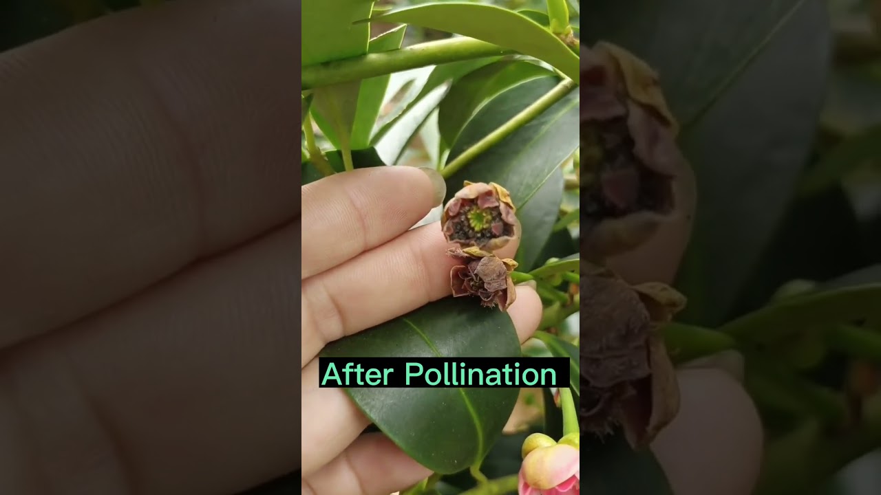 Let's Learn About Star Anise #satisfying #short