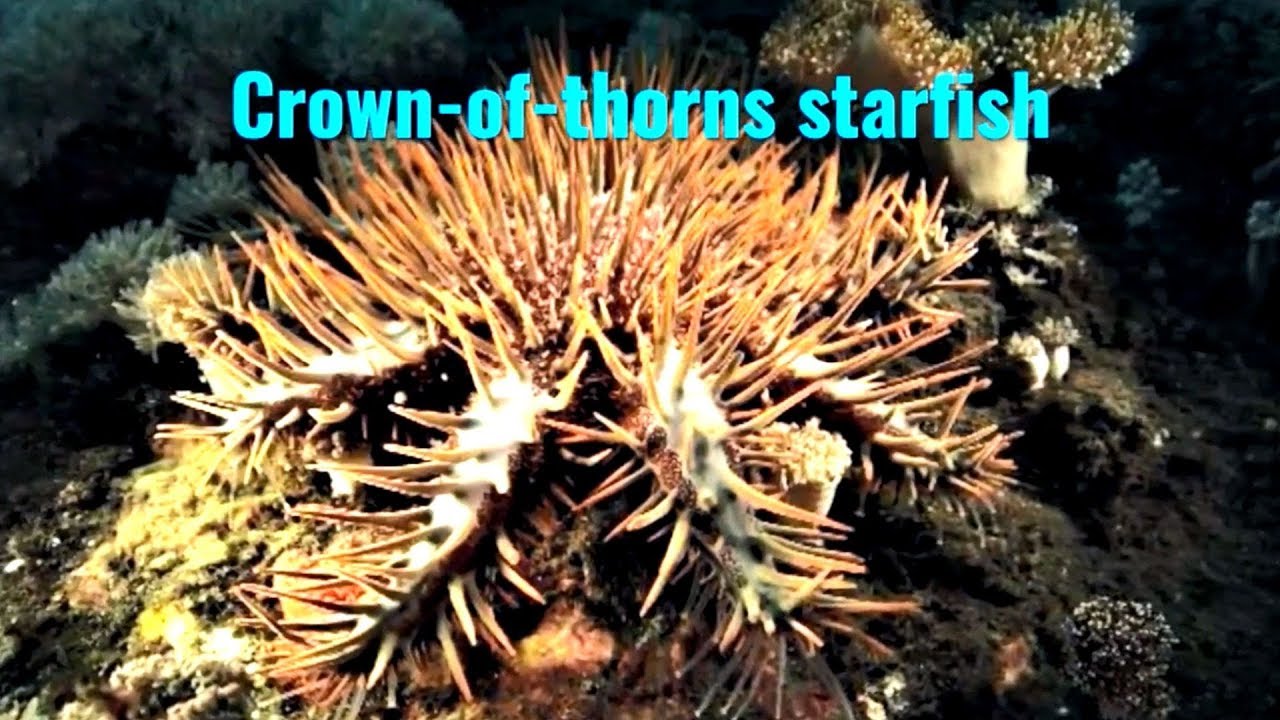 Crown-of-thorns starfish (Acanthaster planci)