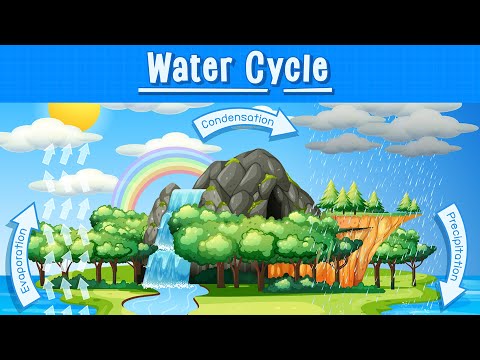 The Water Cycle | Educational Video | Biology