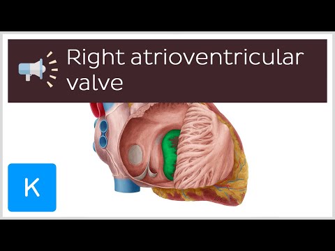 Right atrioventricular valve | Anatomical Terms Pronunciation by Kenhub