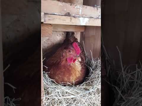 Frazier Farms 2019