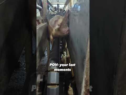 Last Moments of Pigs at Slaughterhouse!
