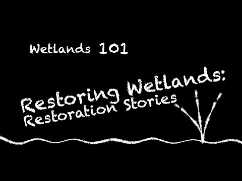 Wetlands 101 - Restoring Wetlands Part 2: Restoration Stories