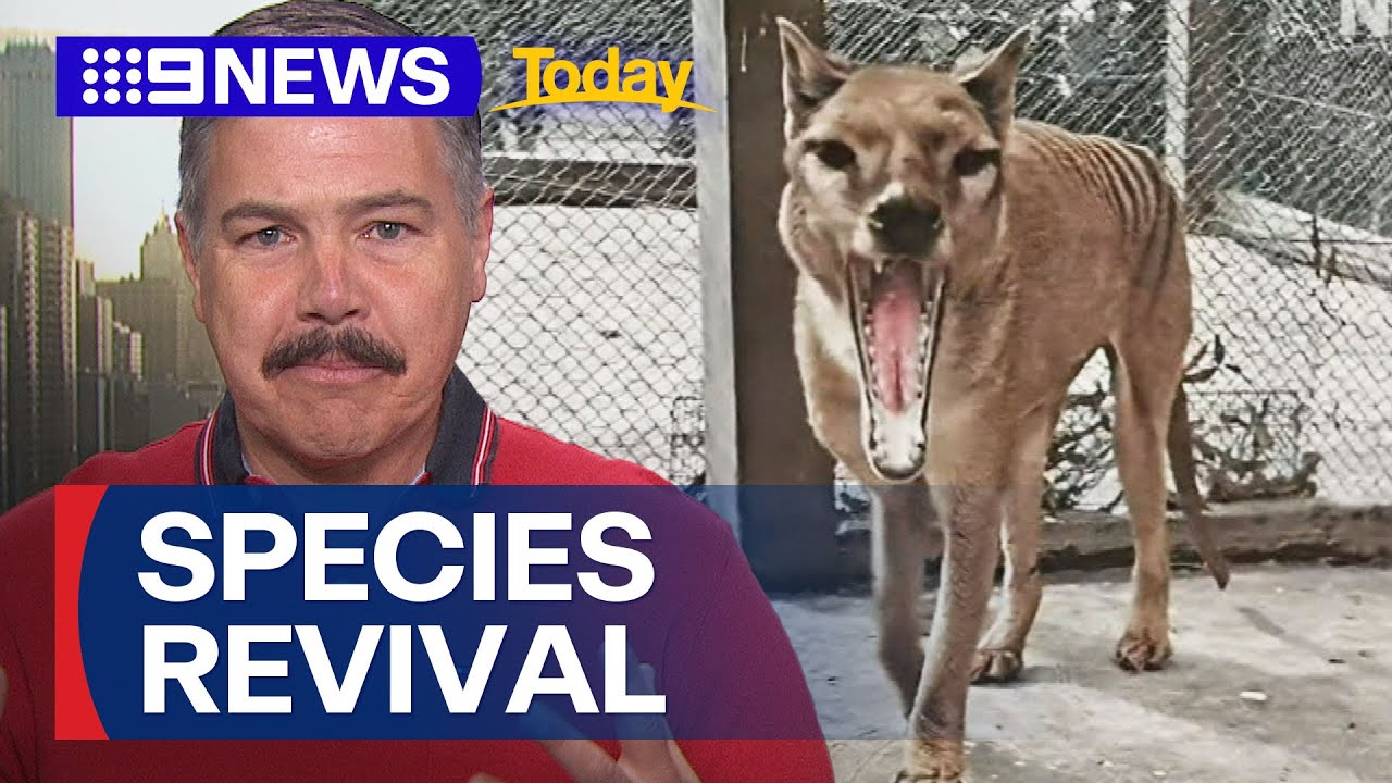Scientists attempt to bring back the Tasmanian Tiger | 9 News Australia