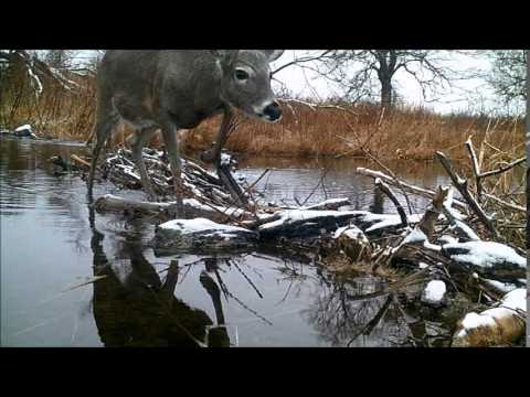 Beaver Crossings | The Prairie Ecologist