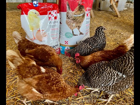 When To Switch Chickens From Starter Feed To Layer Feed