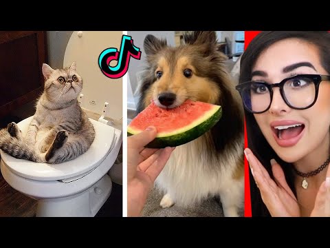 Cute Animals on Tik Tok That Will Make You Laugh
