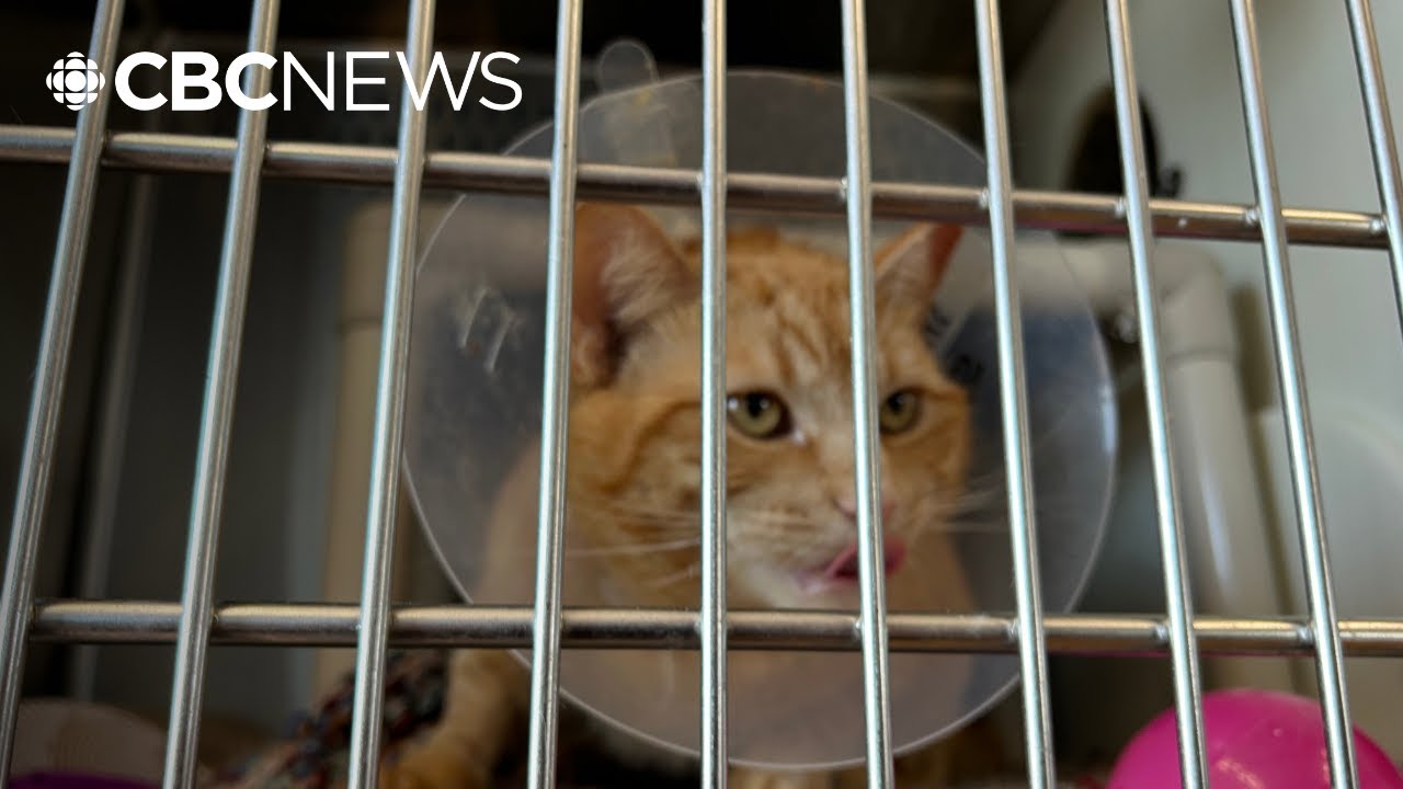P.E.I. Humane Society having trouble sourcing medical equipment for its expansion