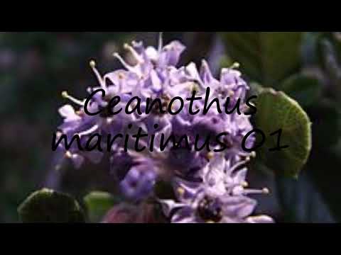 How to pronounce Ceanothus maritimus 01 in English?