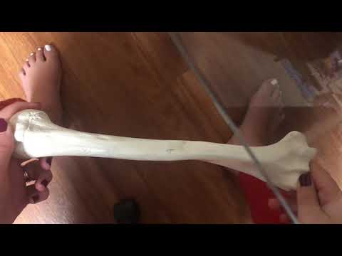 Humerus (Proximal) Bone Markings