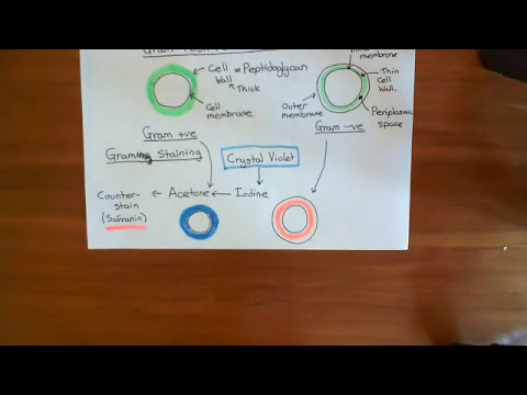 Gram Positive and Gram Negative Bacteria