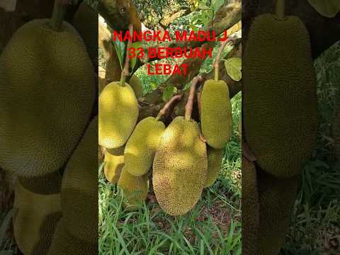 nangka madu j 33 #review #nangkamadu #shorts #short #shortvideo #shortsvideo #shortsviral