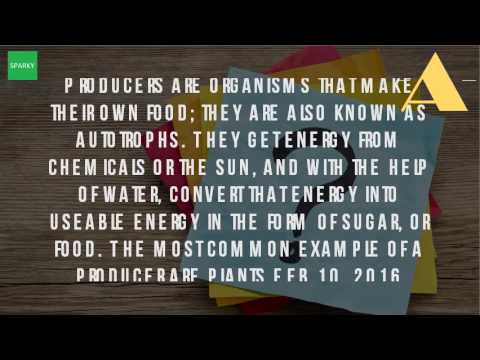 What Is The Definition Of Producer In Biology?
