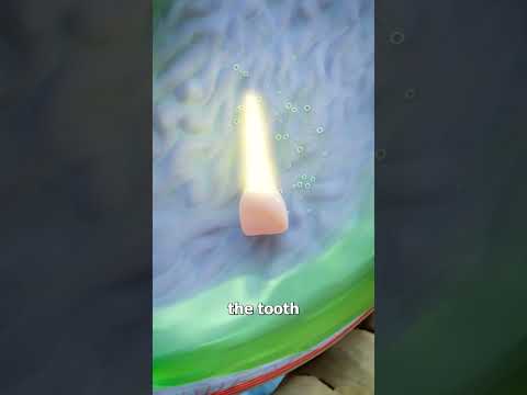 Swallowing A Tooth?! 😬 (what happens?)
