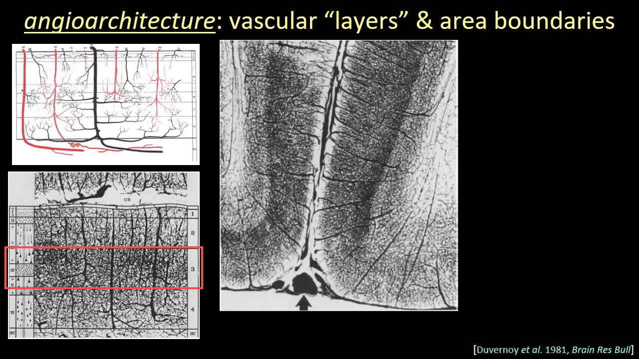 ISMRM MR Academy - High Resolution Applications: Cortical Layers