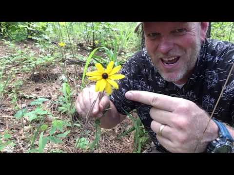 Monocotyledons vs Dicotyledons