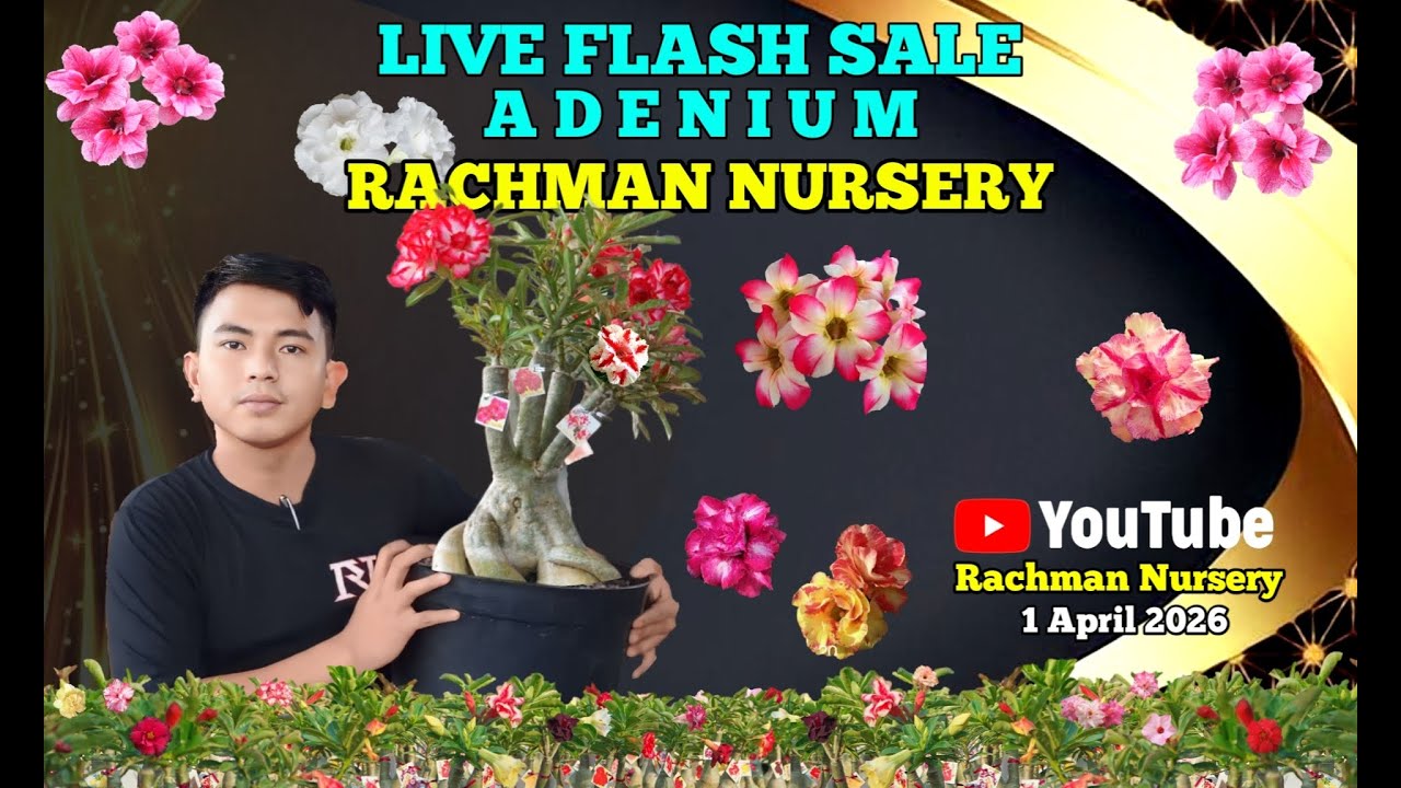🔴 Live Flash Sale Adenium Bunga Tumpuk Dan Karakter (1 April 2026)#rachmannursery #adenium
