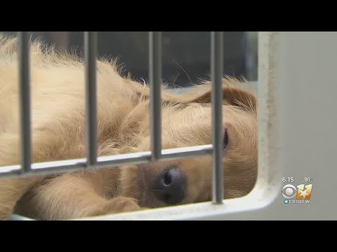 Dallas considering ban on puppy sales at pet stores