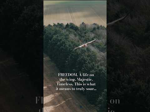 Witness this incredible red kite soaring above the fields. #DJI #Drone #birdofprey #redkite