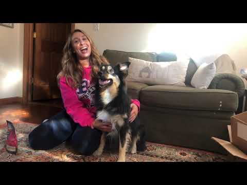 How to Teach Your Dog or Pet Spanish!