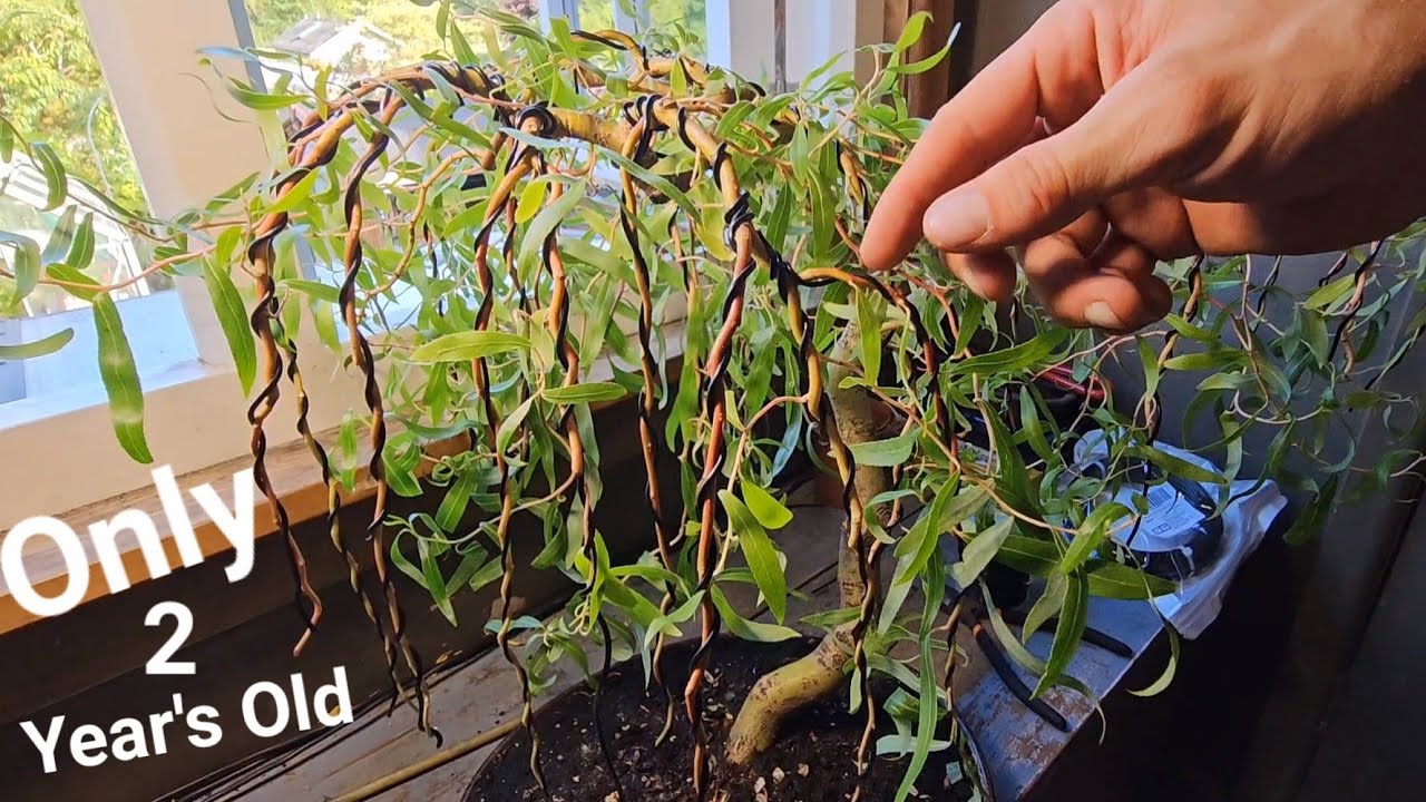 Weeping Willow Bonsai Tree Aka Corkscrew willow