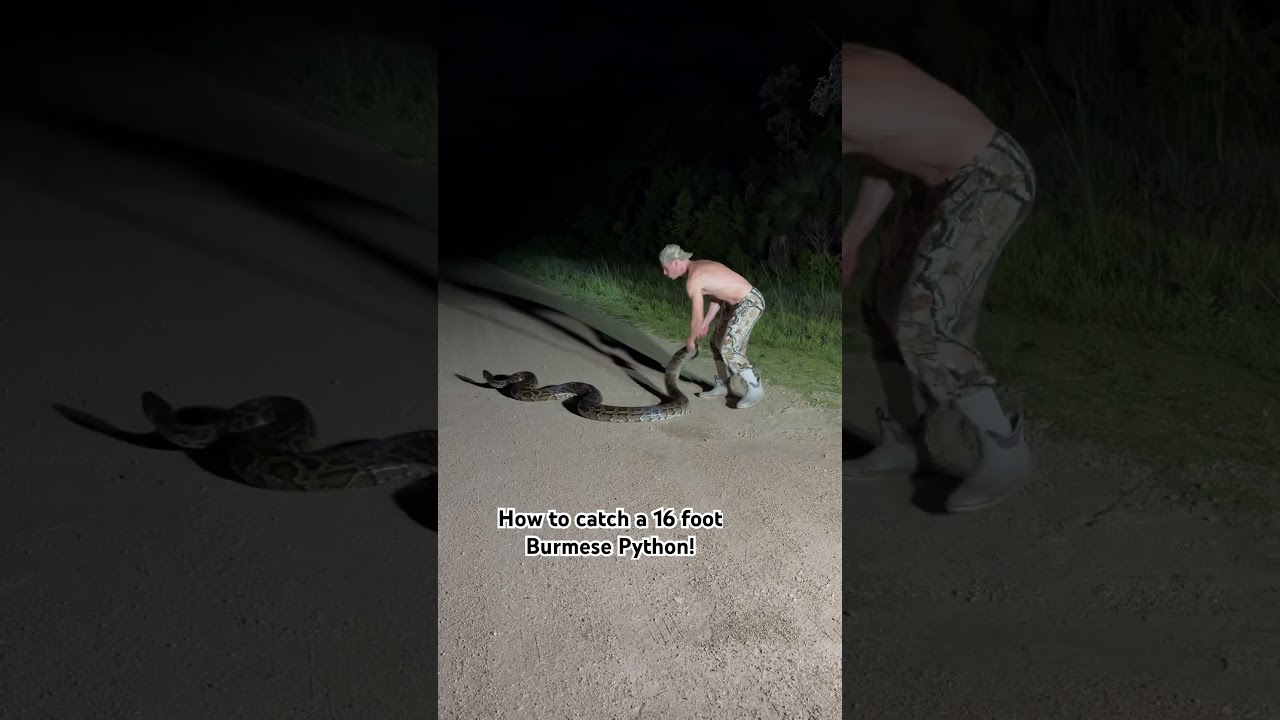 How to catch a 16 foot Burmese Python!!! Found in the Florida Everglades!