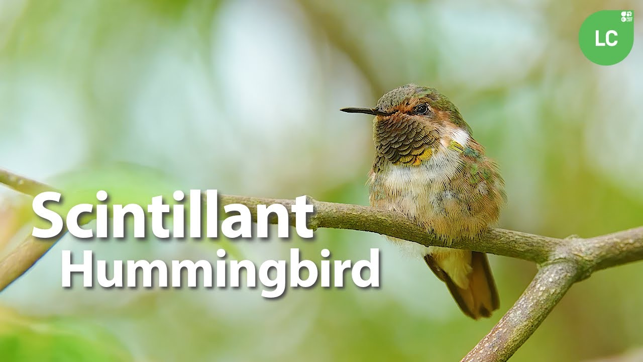 Scintillant Hummingbird #hummingbird #colibrí #beijaflor #picaflor #CostaRica