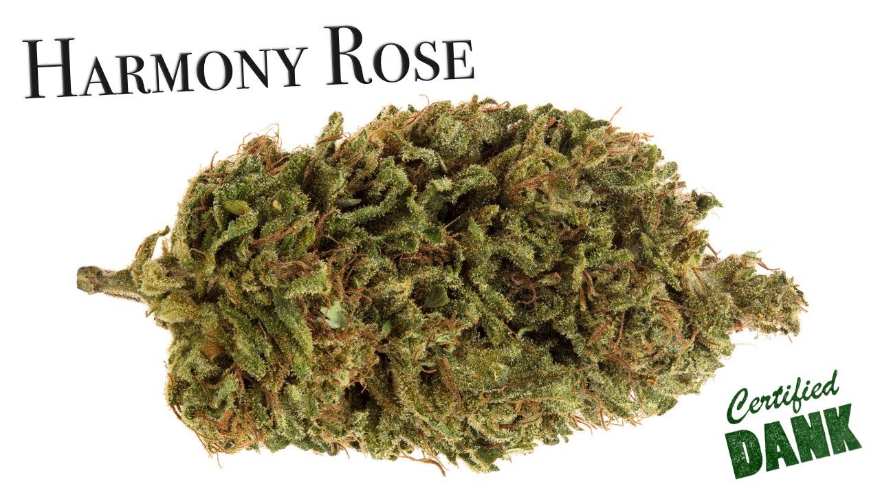 Harmony Rose