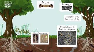 Cicada Life Cycle Video | Smithsonian Institution