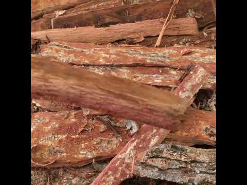 Beautiful yohimbine from the Bois bande tree bark
