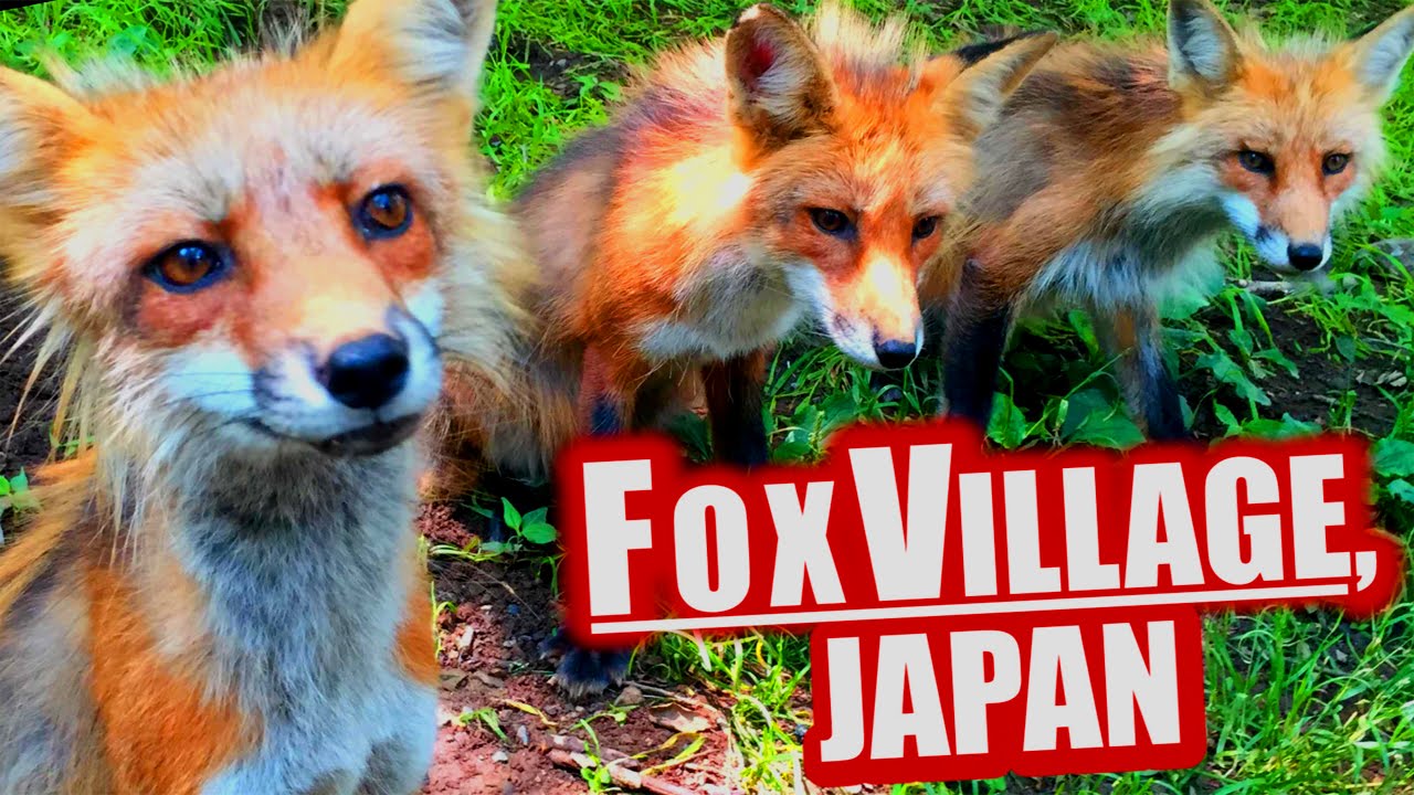 Fox Village, Japan: Cutest Place on Earth | Abroad in Japan